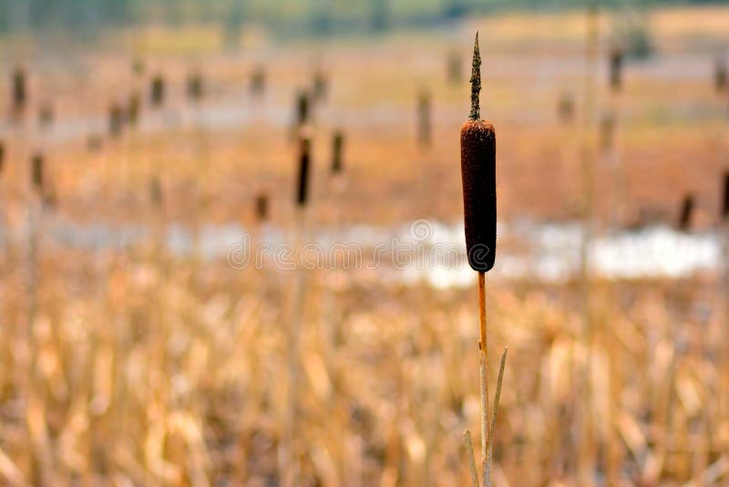 Campo Di Angustifolia Della Tifa Erba Verde E Fiori Marroni Cattails E Luce Del Sole Nella Sera ...