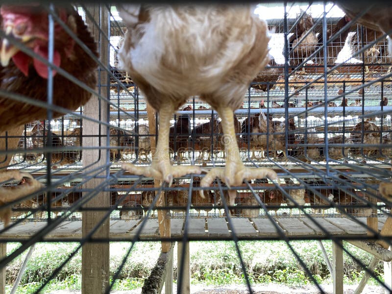 Layer Brown Chicken in Cage Batteries Opened Side House Stock Photo ...