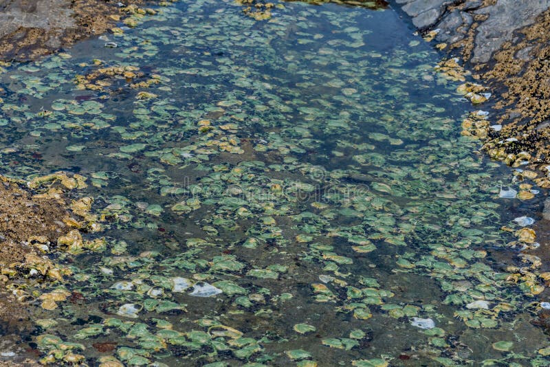 Layer of Calcified Seashells in Pool of Water Stock Image - Image of ...