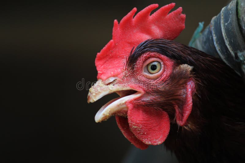 Layer Chicken Coop Behind the House Stock Photo - Image of chicken ...
