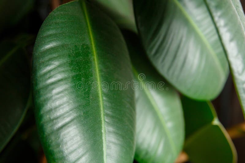 Layer of Dust and Dirt on a Leaf of a Plant Stock Photo - Image of ...