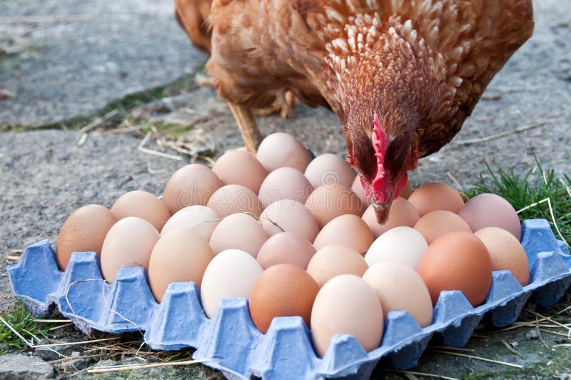 Layer Hen with eggs stock image. Image of tray, pack - 26246737