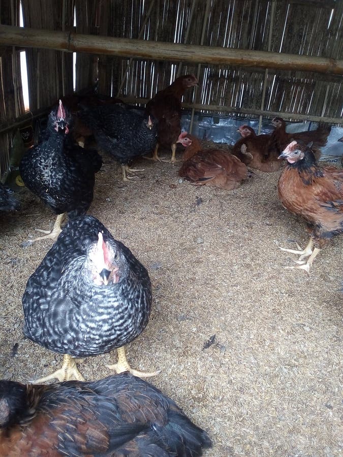 Layer hen stock image. Image of layer, 40days, vonraja - 142394253