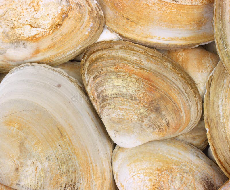 Layer of large shells stock image. Image of layer, colorful - 16417585