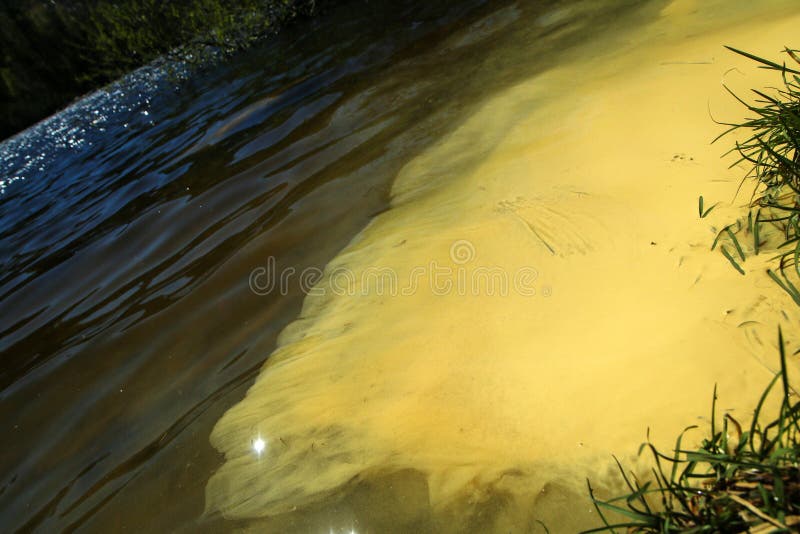 The Layer of Pollen Floating on the Water Stock Photo - Image of ...