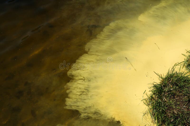 The Layer of Pollen Floating on the Water Stock Image - Image of ...