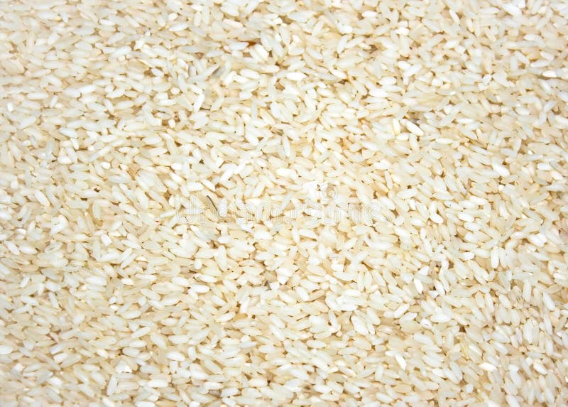 A Layer of Rice Crop As a Background or Texture Stock Photo - Image of ...