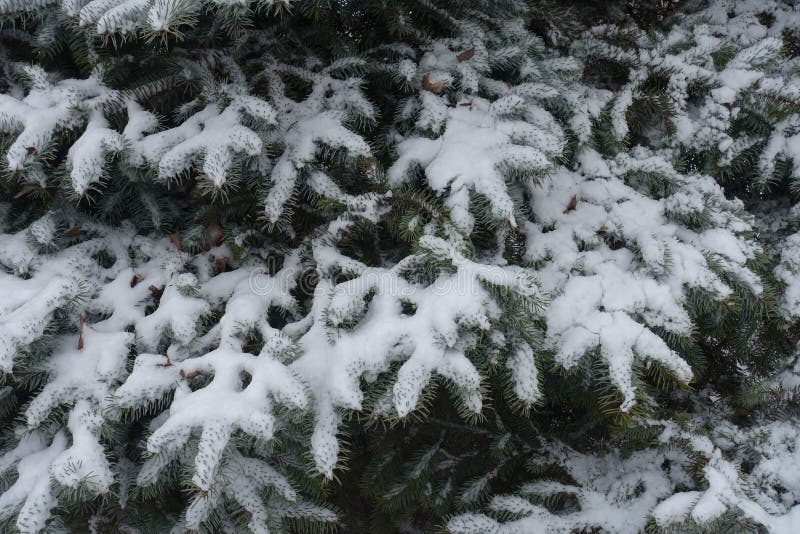 Layer of Snow on Blue-green Branches of Picea Pungens Stock Image ...