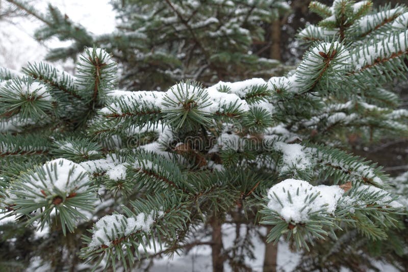 Layer of Snow on Branches of Blue Spruce Stock Image - Image of green ...