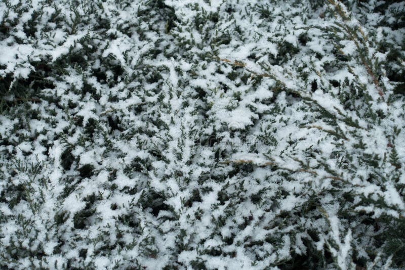 Layer of Snow on Branches of Juniper Stock Image - Image of cover ...