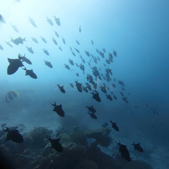 Layer of surgeon fishes stock photo. Image of atoll, indian - 10120376