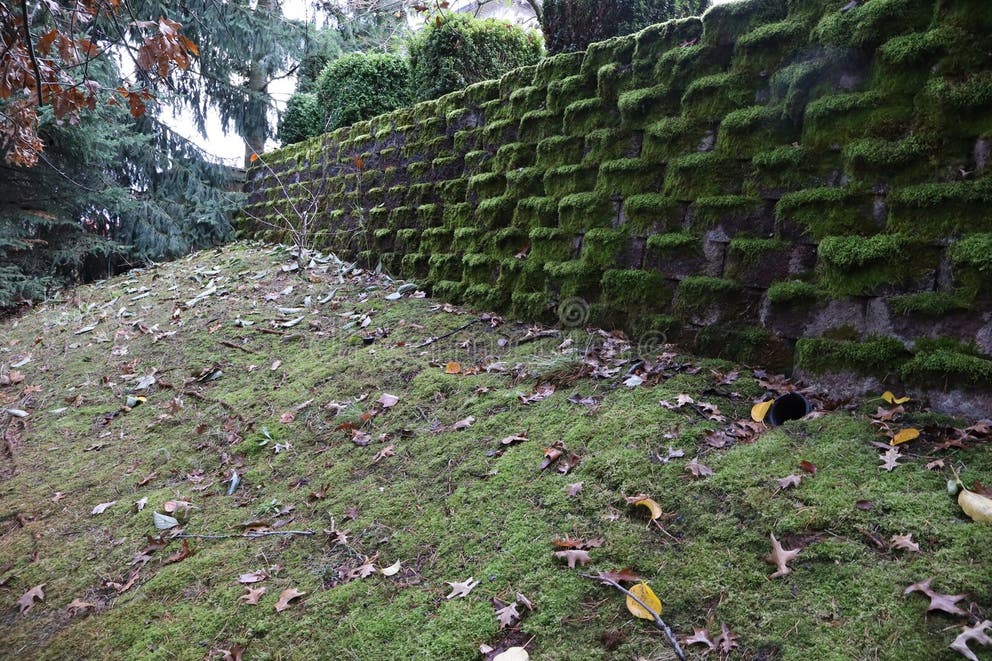 Layered Brick or Stone Wall with Moss Stock Image - Image of plant ...