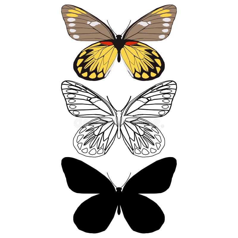 Vector Illustration of Butterfly Pattern Stock Vector - Illustration of ...