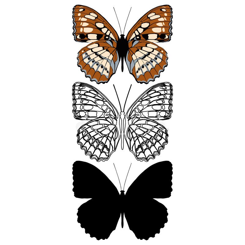Vector Illustration of Butterfly Pattern Stock Vector - Illustration of ...