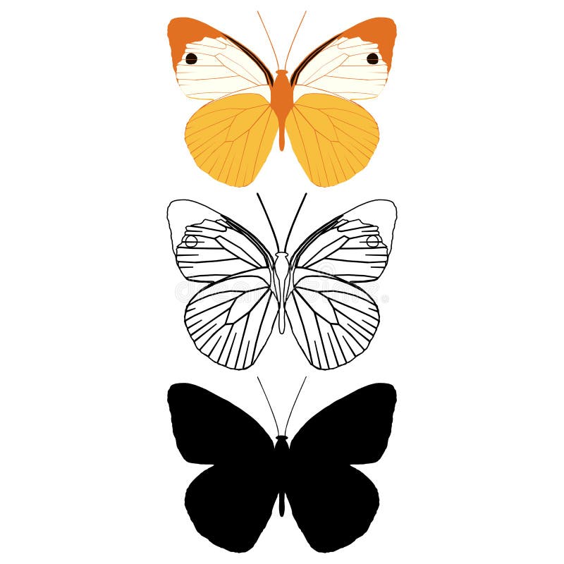 Vector Illustration of Butterfly Pattern Stock Vector - Illustration of ...