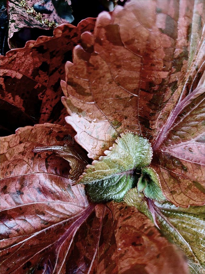 Layered Leaf Textures Bring Depth and Quiet Movement. Stock Image - Image of hues, palnts: 388781231