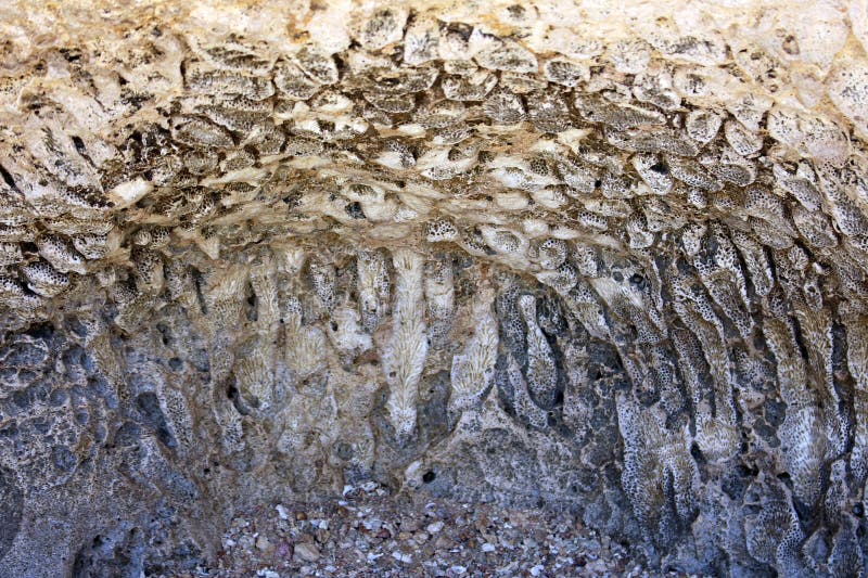 Layered Rock Formation Revealing Fossilized Coral Structures and ...