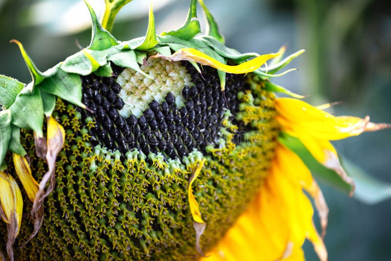 Layered Structure of a Sunflower Head Close-up Stock Photo - Image of ...