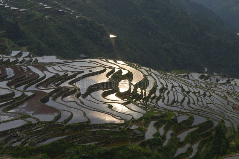 Layered Terraced Fields, Water-injected Terraced Fields Stock Image ...