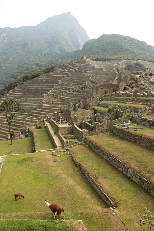 The Layered Terraces at Machu Picchu Stock Photo - Image of cusco ...