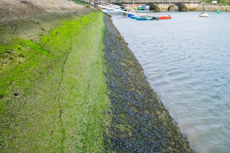 Layers of Algae of Different Species Adhered To the Edges of the Cement ...
