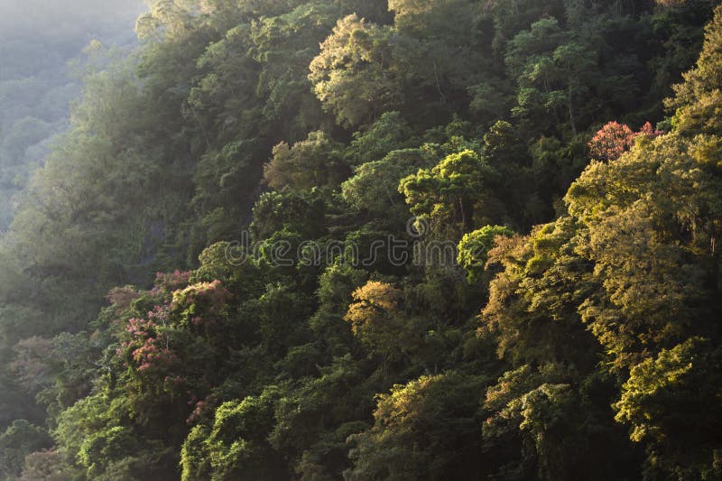 Layers of Canopy of Mountain Forest Coverage Stock Image - Image of ...