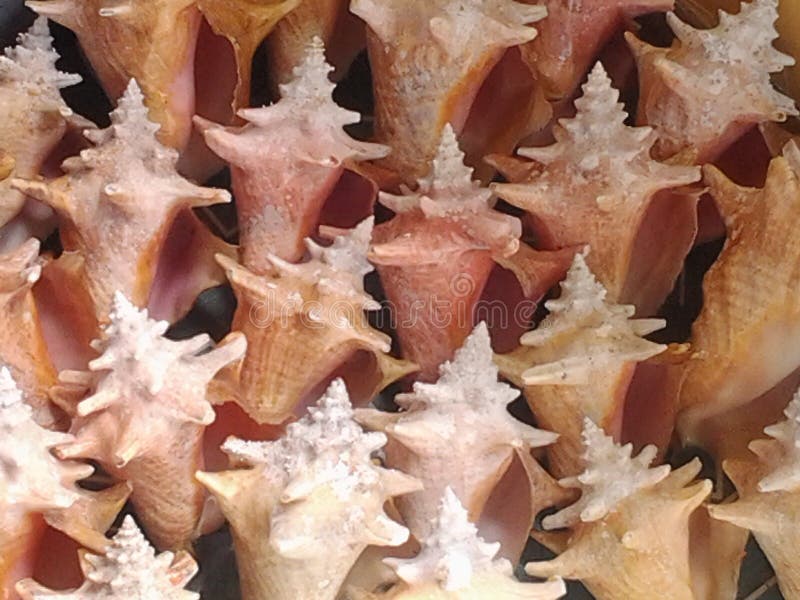 Layers of Conch Shells stock photo. Image of pink, conch - 62370264