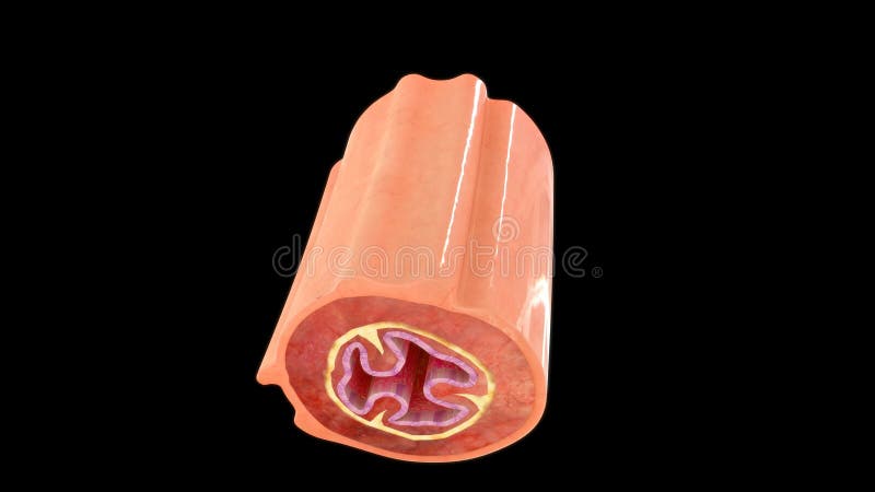 Layers of esophagus stock illustration. Illustration of sphincters ...