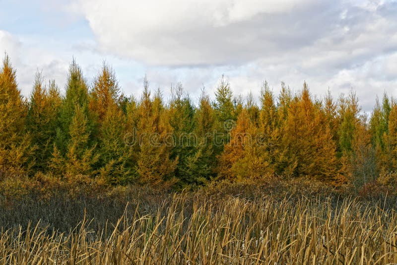 Layers of Fall stock image. Image of colourful, brush - 15130037