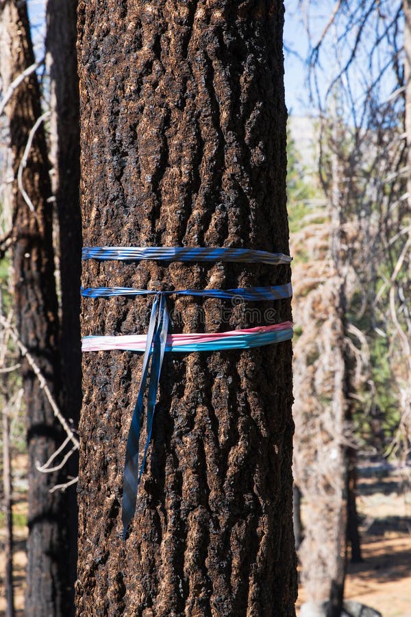 Layers of Flagging on Tree in Area Impacted by Wildfire Stock Photo ...