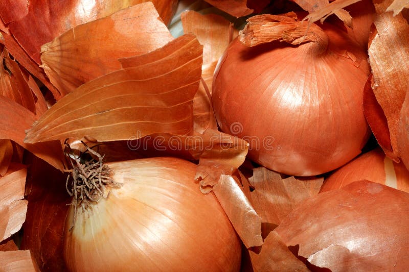 Layers of Flavor in a Rustic Kitchen Setting with Fresh Onions Stock ...