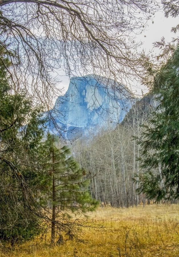 Layers of Forest Trees and Meadow with Mountain Half Dome in Background ...