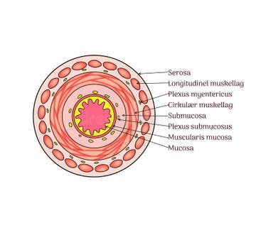 Layers of GI Tissue Slice Anatomy Vector Illustration with Labels Stock ...