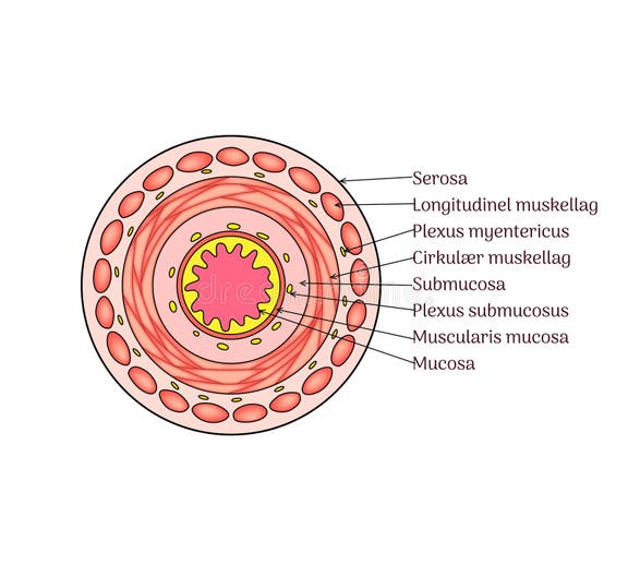 Layers of GI Tissue Slice Anatomy Vector Illustration with Labels Stock ...