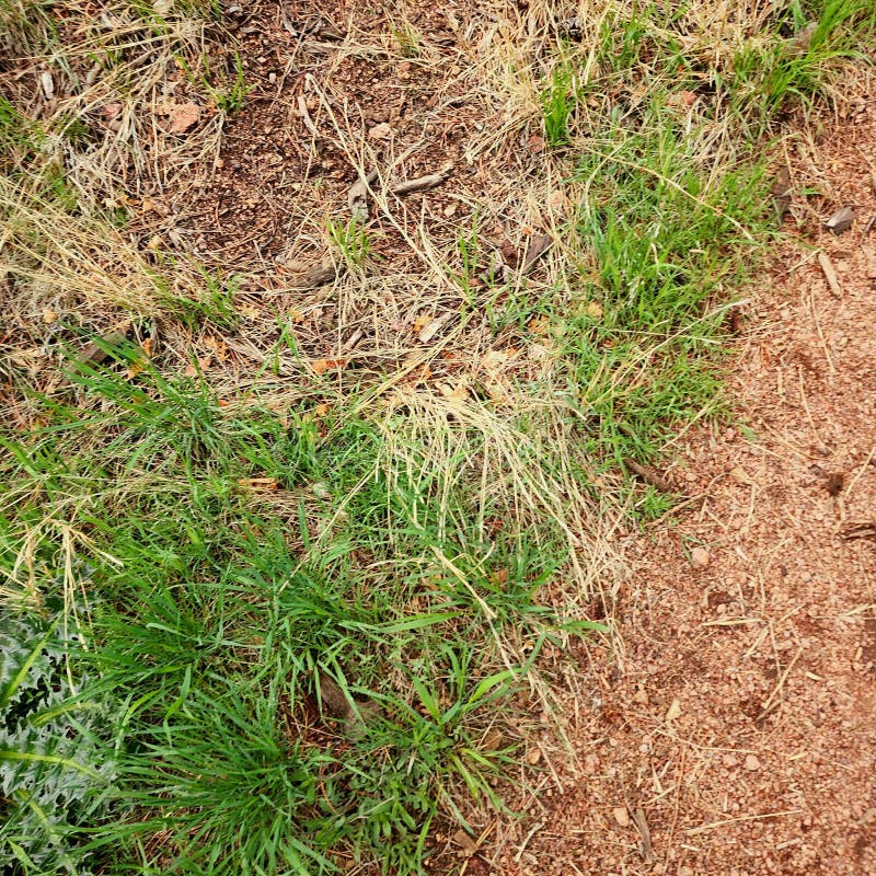 Layers of Grass and Dirt a Beautiful Turf Stock Photo - Image of lawn ...
