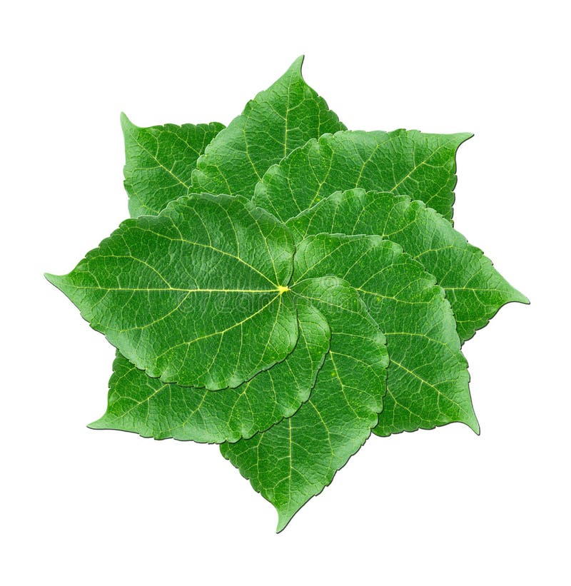 Layers of Green Mulberry Leaves on White Background Stock Image - Image ...