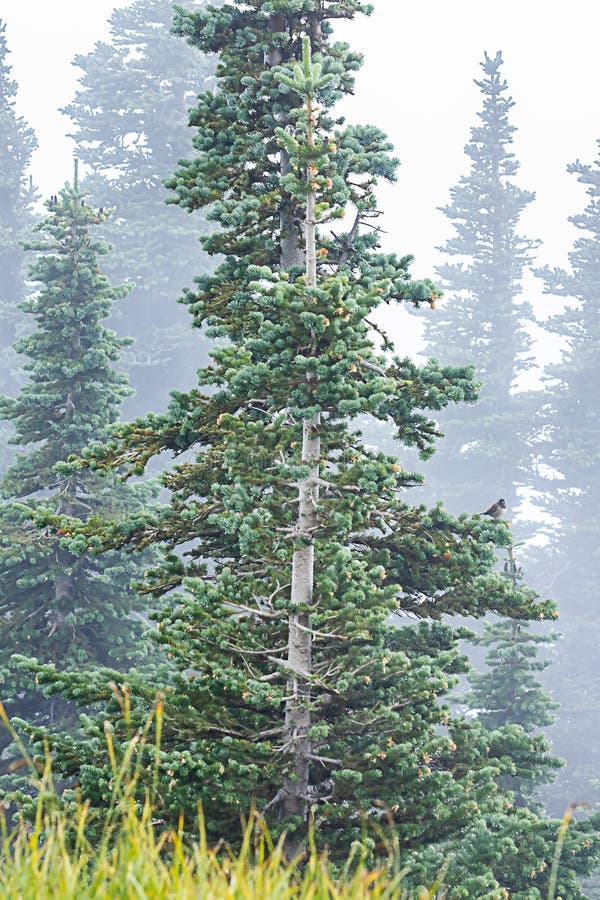 Vertical Layers of Green Trees and Grass Meadow Visable through Dense ...