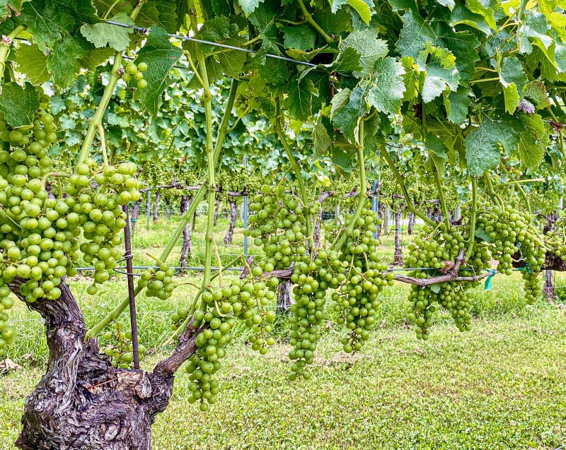 Layers of Green, Unripe Merlot Grapes Hang from the Vine Stock Photo ...