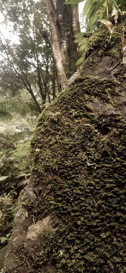 Layers of Moss on a Mountain Rock of a Tropical Rain Forest Stock Image ...