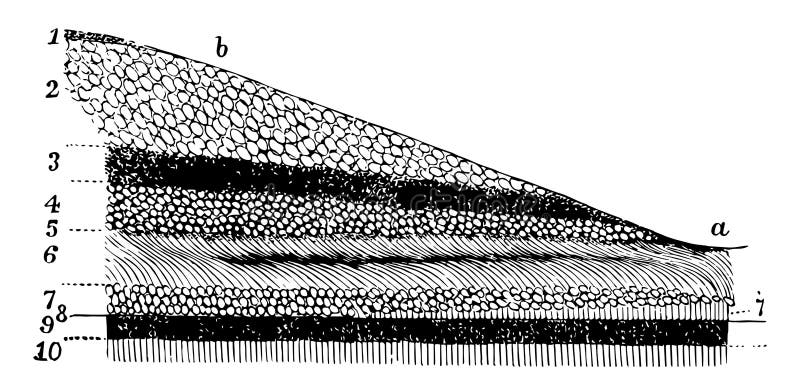 Layers of the Retina, Vintage Illustration Stock Vector - Illustration ...