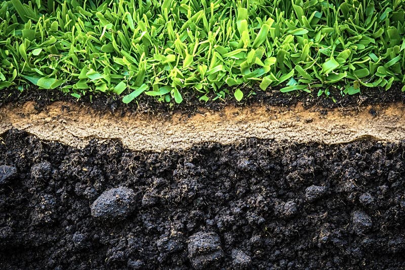 Layers of Soil Showing Grass Roots and Different Textures Stock Image ...