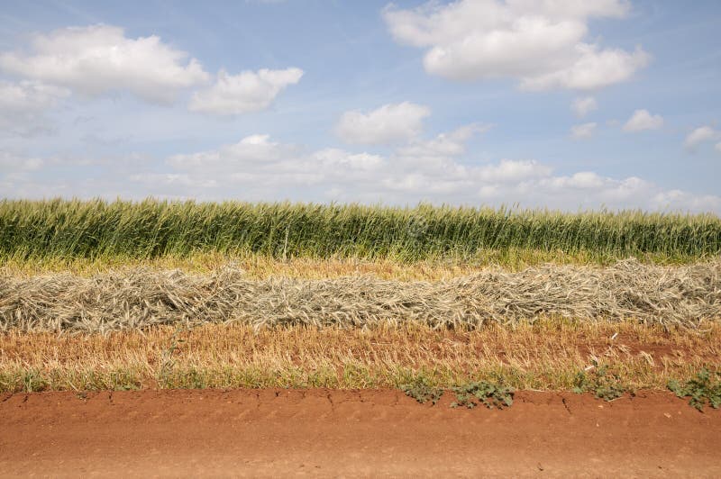 Wheat field stock photo. Image of jezreel, conservation - 30120706