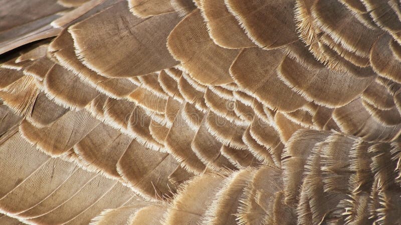 Layers of Textured Feathers of the Canada Goose Stock Image - Image of ...