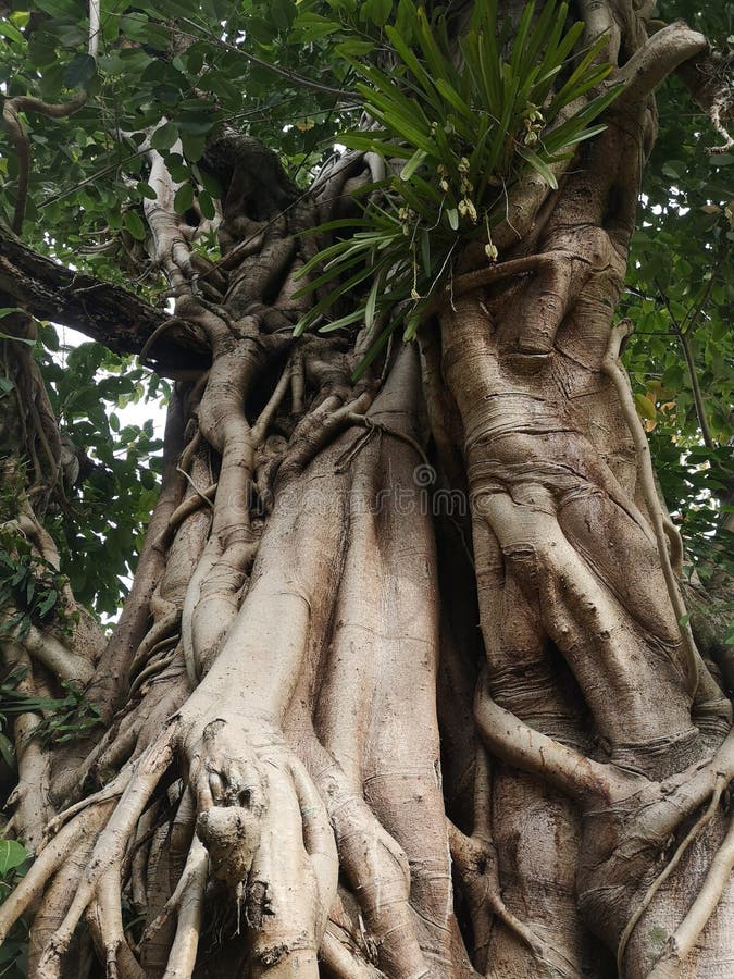 Aged Trees with Their Intertwined and Layered Trunks. Stock Photo ...