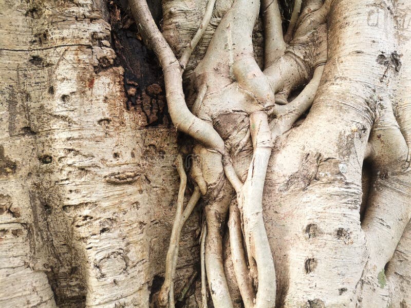 Aged Trees with Their Intertwined and Layered Trunks. Stock Image ...