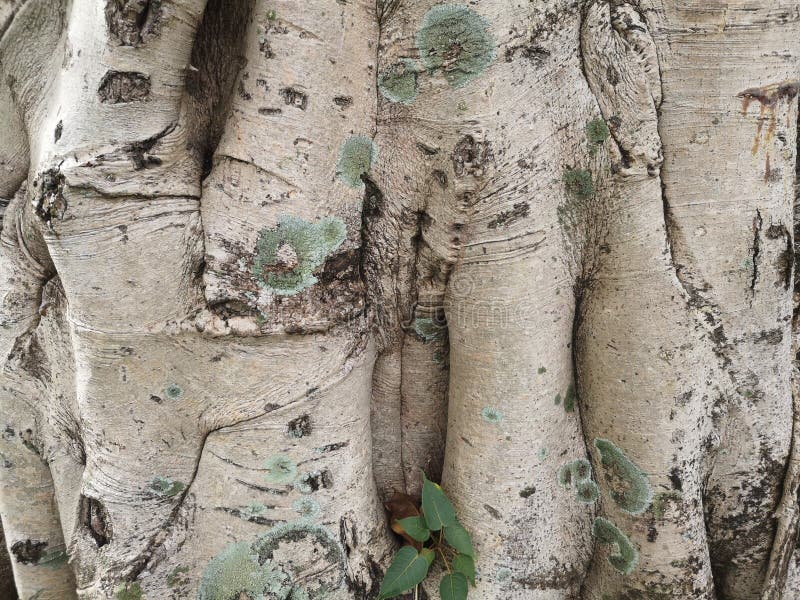 Aged Trees with Their Intertwined and Layered Trunks. Stock Photo ...