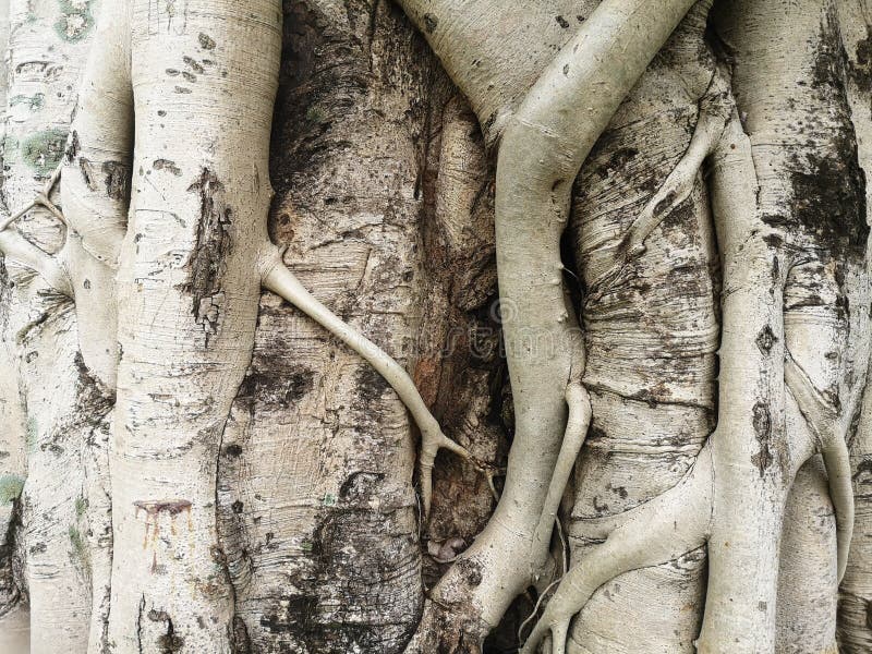 Aged Trees with Their Intertwined and Layered Trunks. Stock Image ...