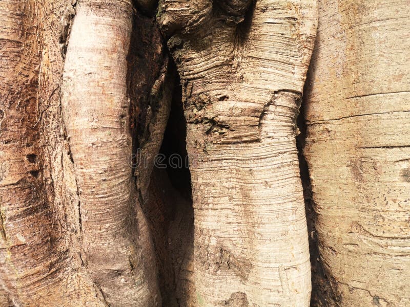 Aged Trees with Their Intertwined and Layered Trunks. Stock Image ...