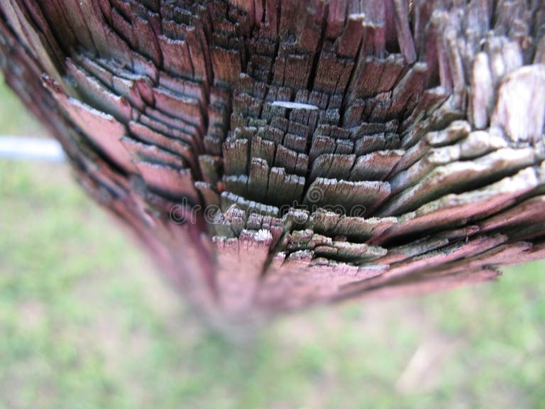 Layers in a wooden log stock photo. Image of brown, soaked - 3234712
