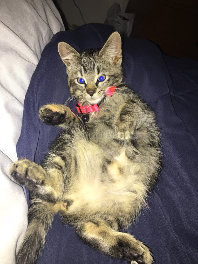 Silly kitty stock photo. Image of silly, laying, back - 118900304